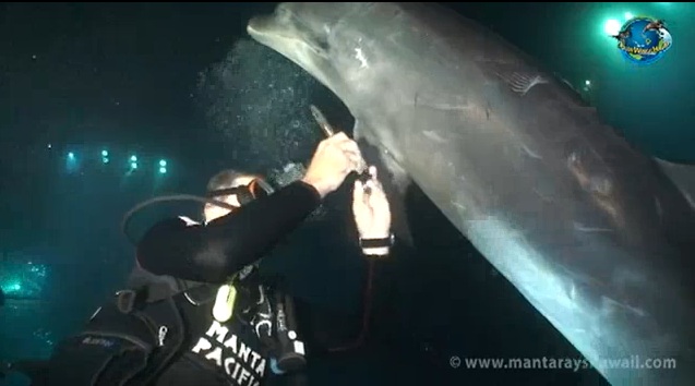 Video of the Week: Diver Rescues Dolphin