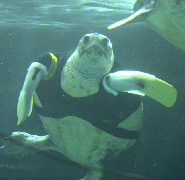 Turtle swims again with prosthetic flippers