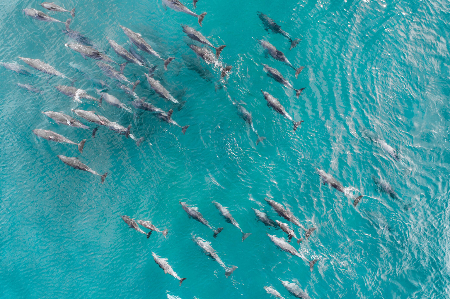 The 10 Best Places to Swim and Dive with Dolphins