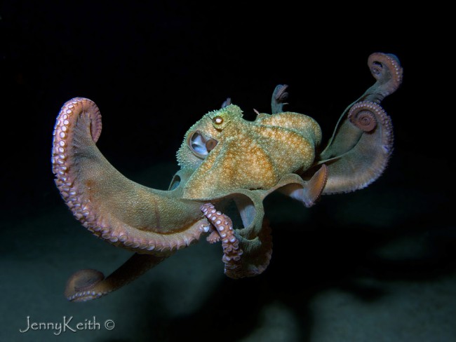 10 Curious Facts About Octopuses