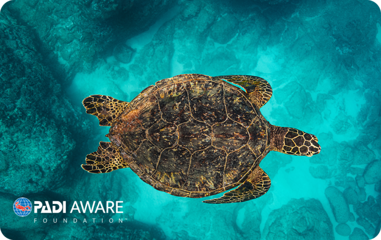 New PADI Diver Cards & the Stories Behind Each Photo