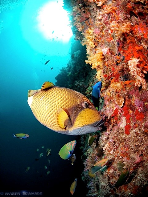 PADI Diver Spotlight: Martin Edwards