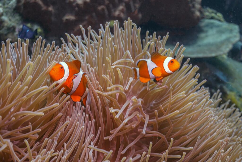 Nemo Fish Fun Facts