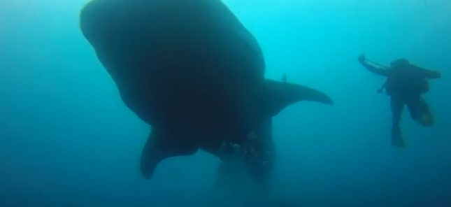 Scuba Video of the Week: Galápagos Diving