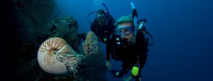 The 500 Million Year Old Nautilus
