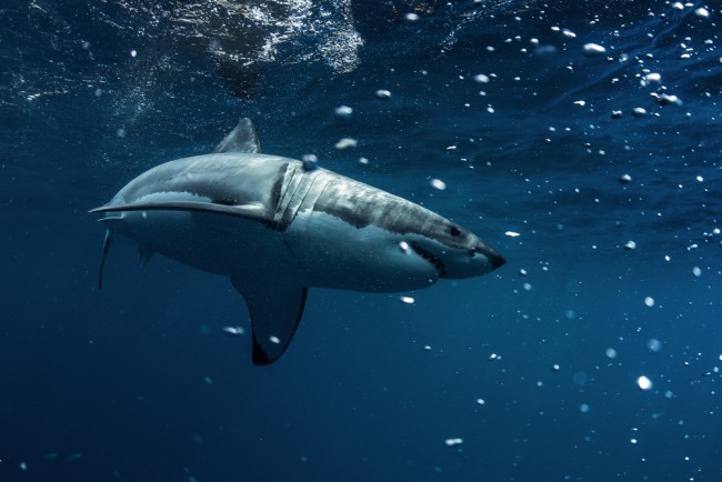 Celebrate Discovery's Shweekend with Project AWARE