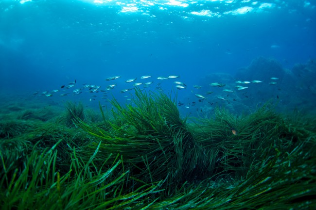 6 Things About Seagrass Every Diver Should Know