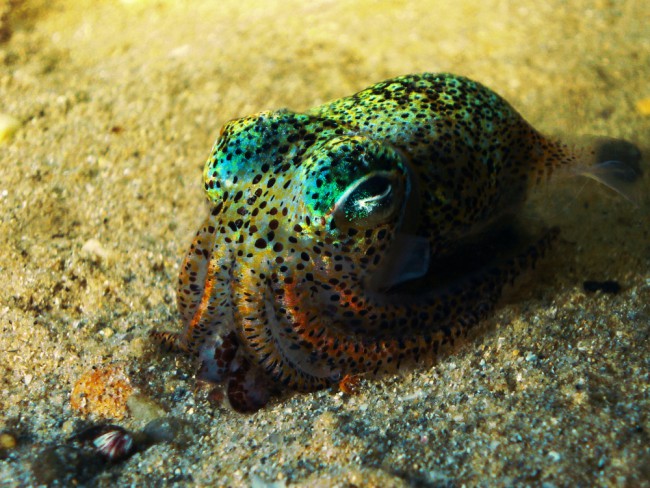 5 Facts About the Bobtail Squid