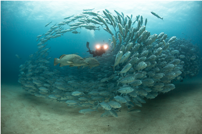 Blue Water Series: The Dive Behind the Photo - Part 3