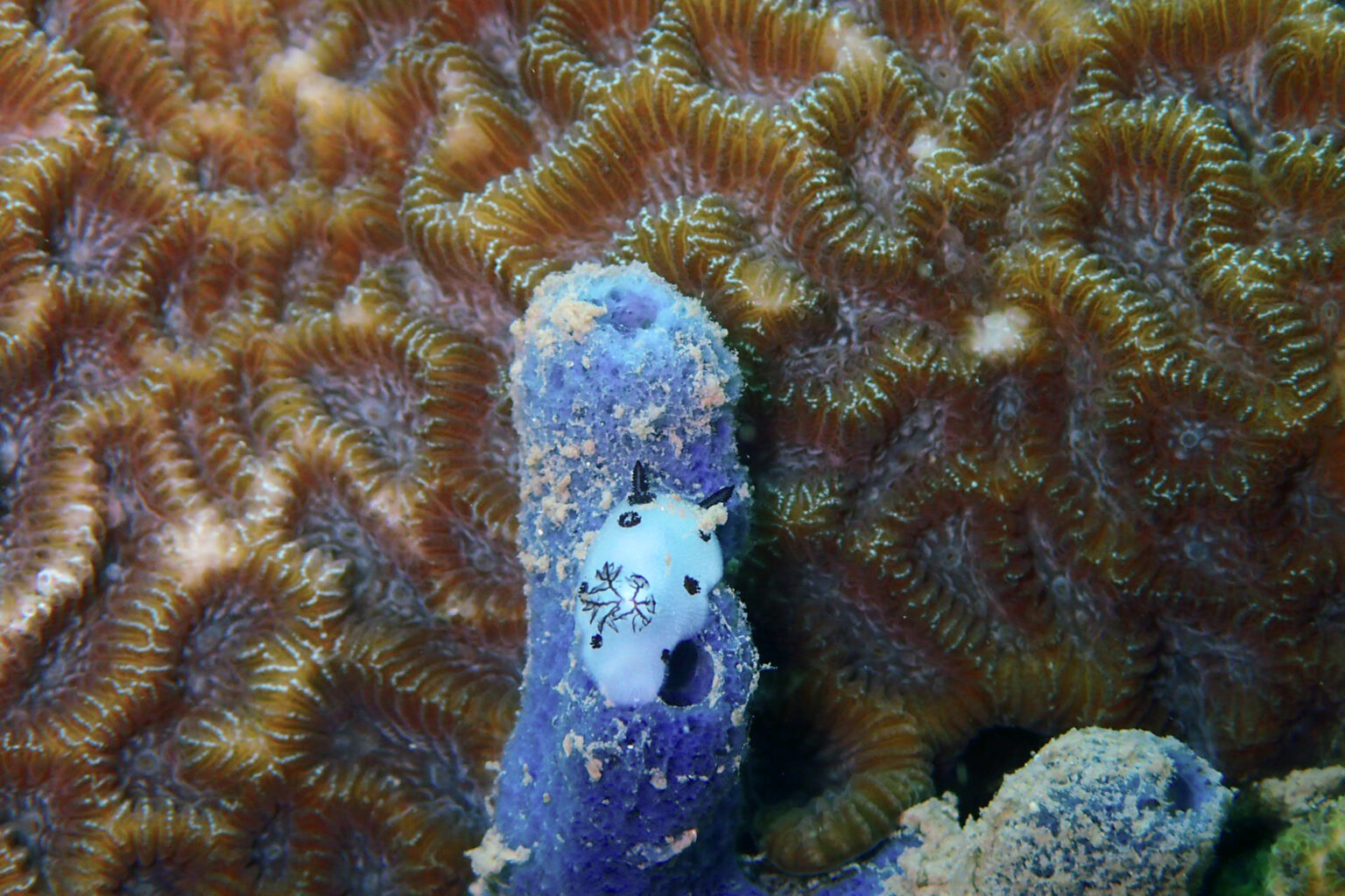 Five Things You Need to Know About the Sea Bunny