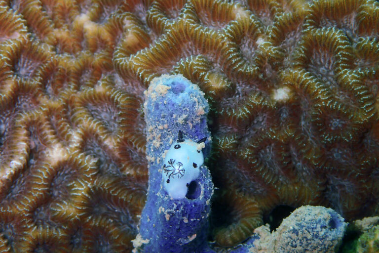 Five Things You Need to Know About the Sea Bunny