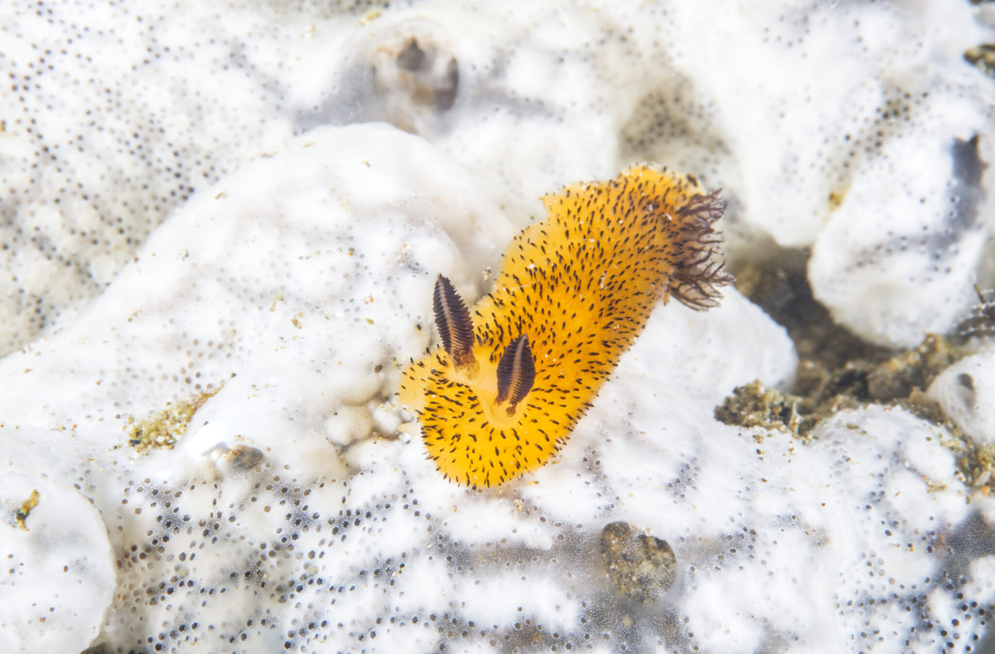 10 Facts About the Sea Bunny Slug
