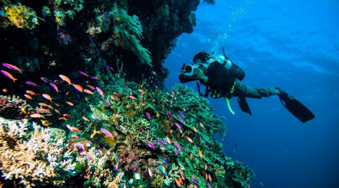 Top 4 Marine Life Encounters in Indonesia