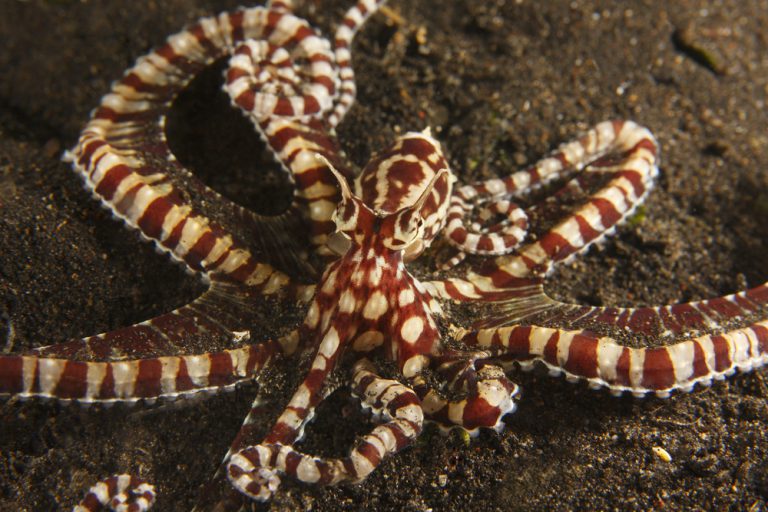 8 Best Destinations for Diving with 8 Different Species of Octopus