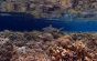 15 Great Barrier Reef Photos to Make You Want to Visit