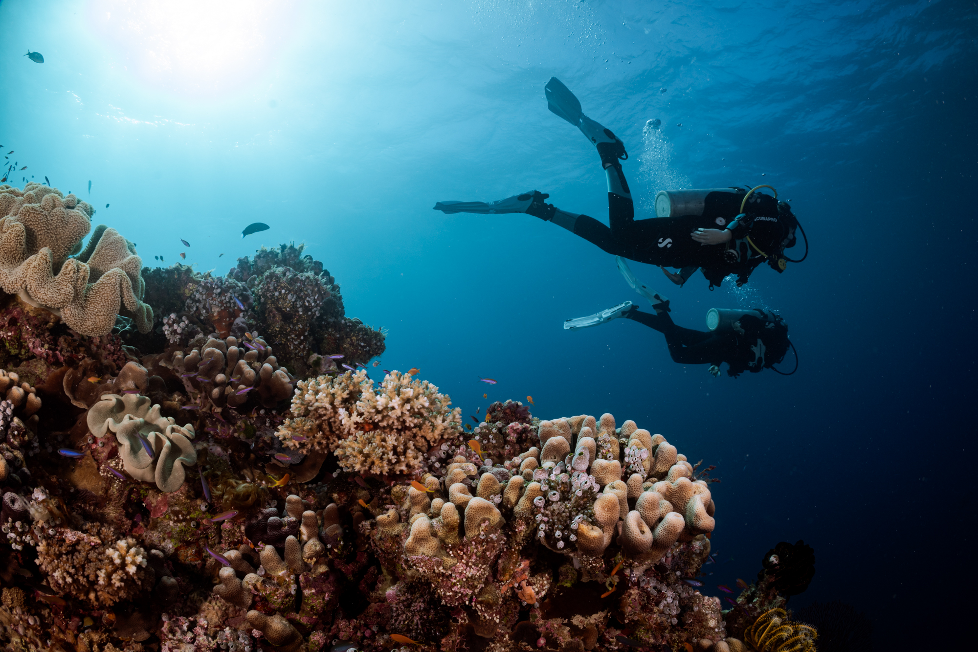 Especialidades PADI para cada compañero de buceo