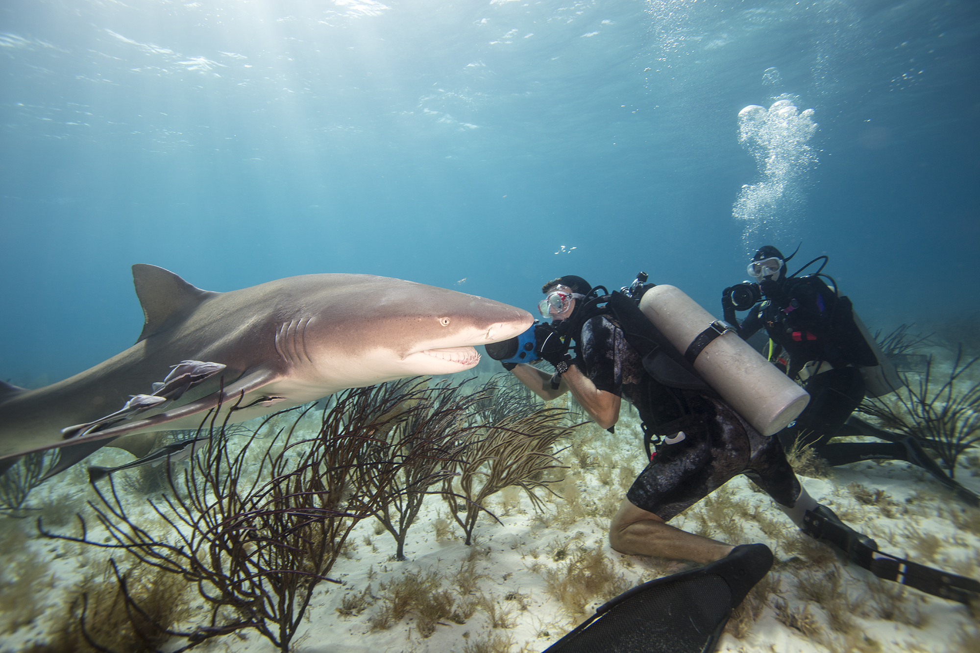 Mike Coots' Top 5 Tips for Shark Photography