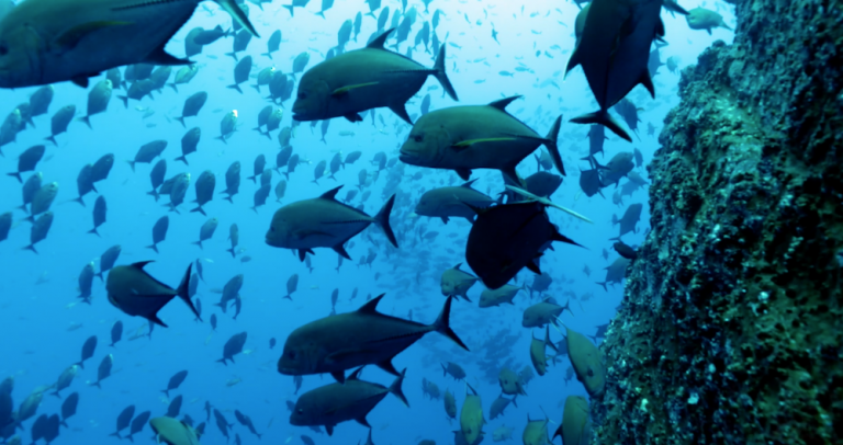 Socorro Island: What You Need to Know