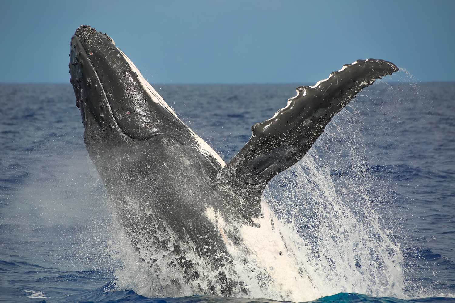 Experiencing Humpback Whales in Tonga
