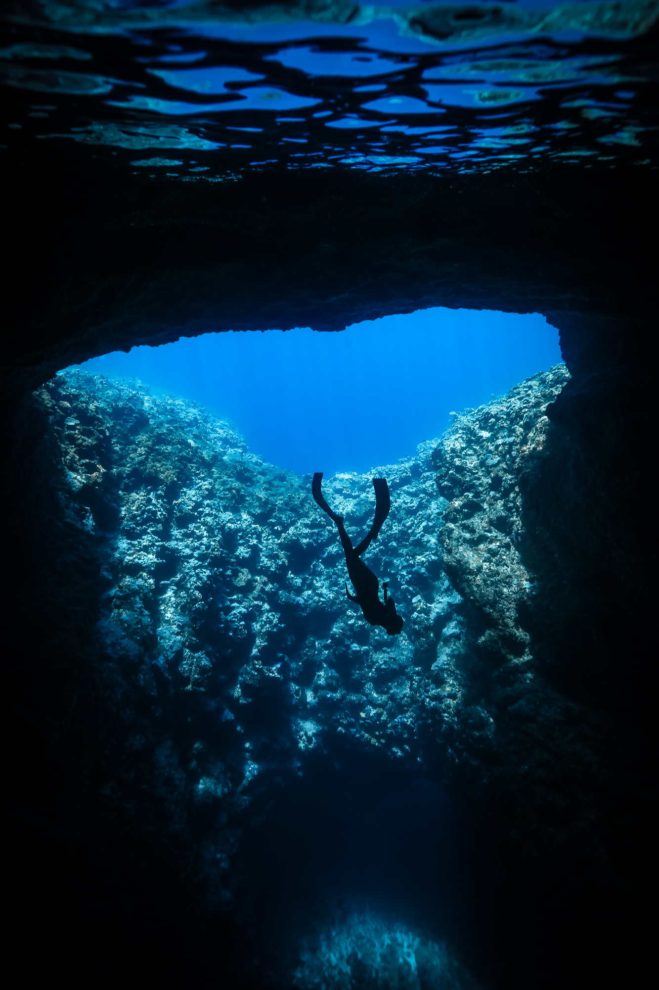 Experiencing Humpback Whales in Tonga