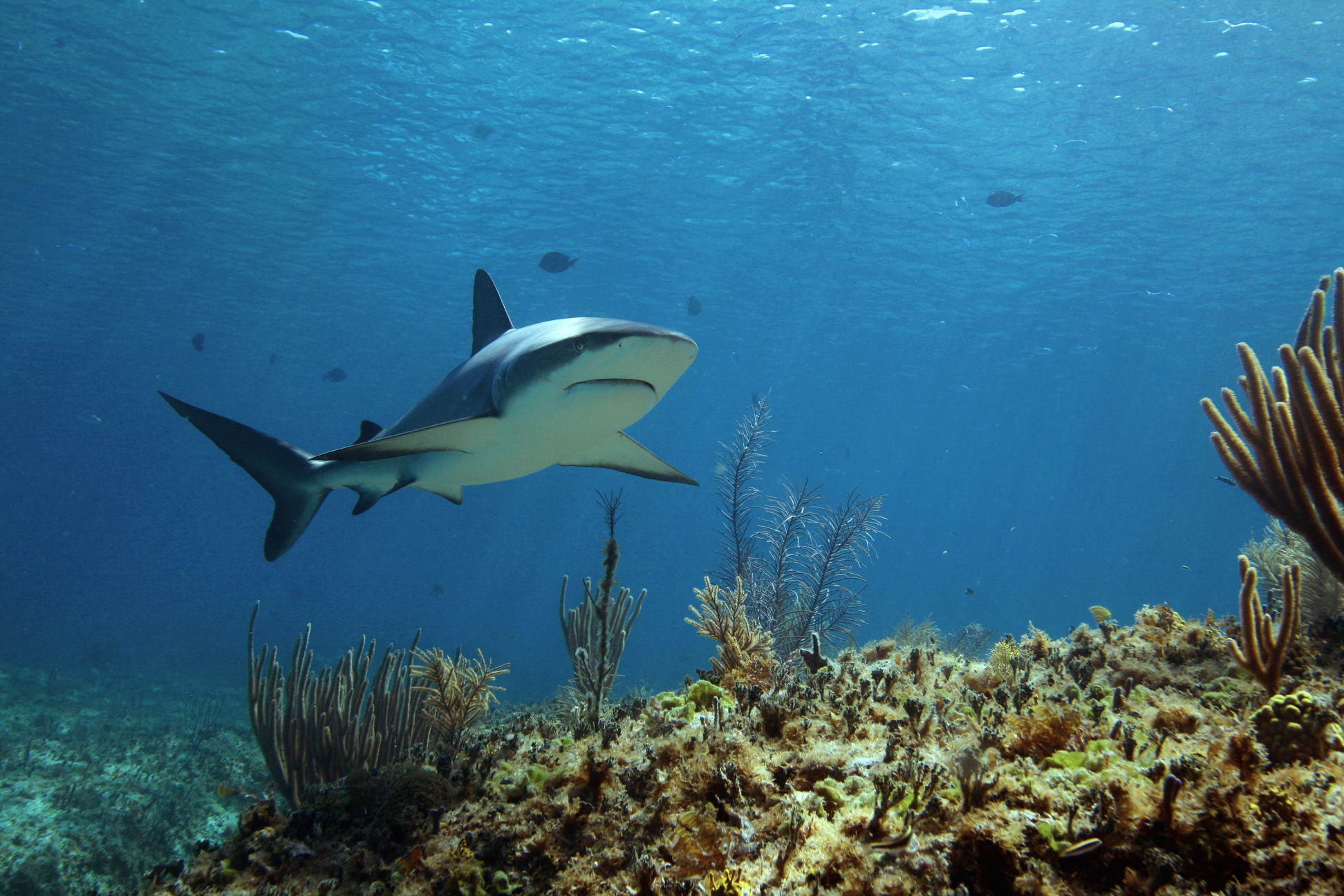 Craig O'Connell: From Fear of Sharks to Shark Week Host