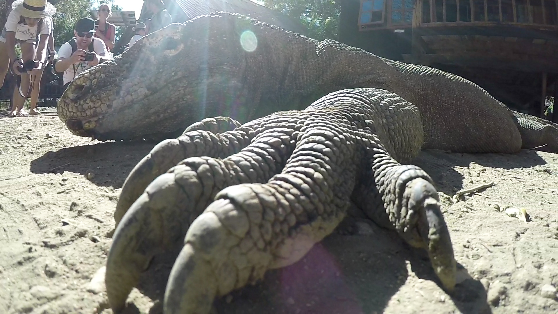5 Reasons You Need to Experience Diving in Komodo