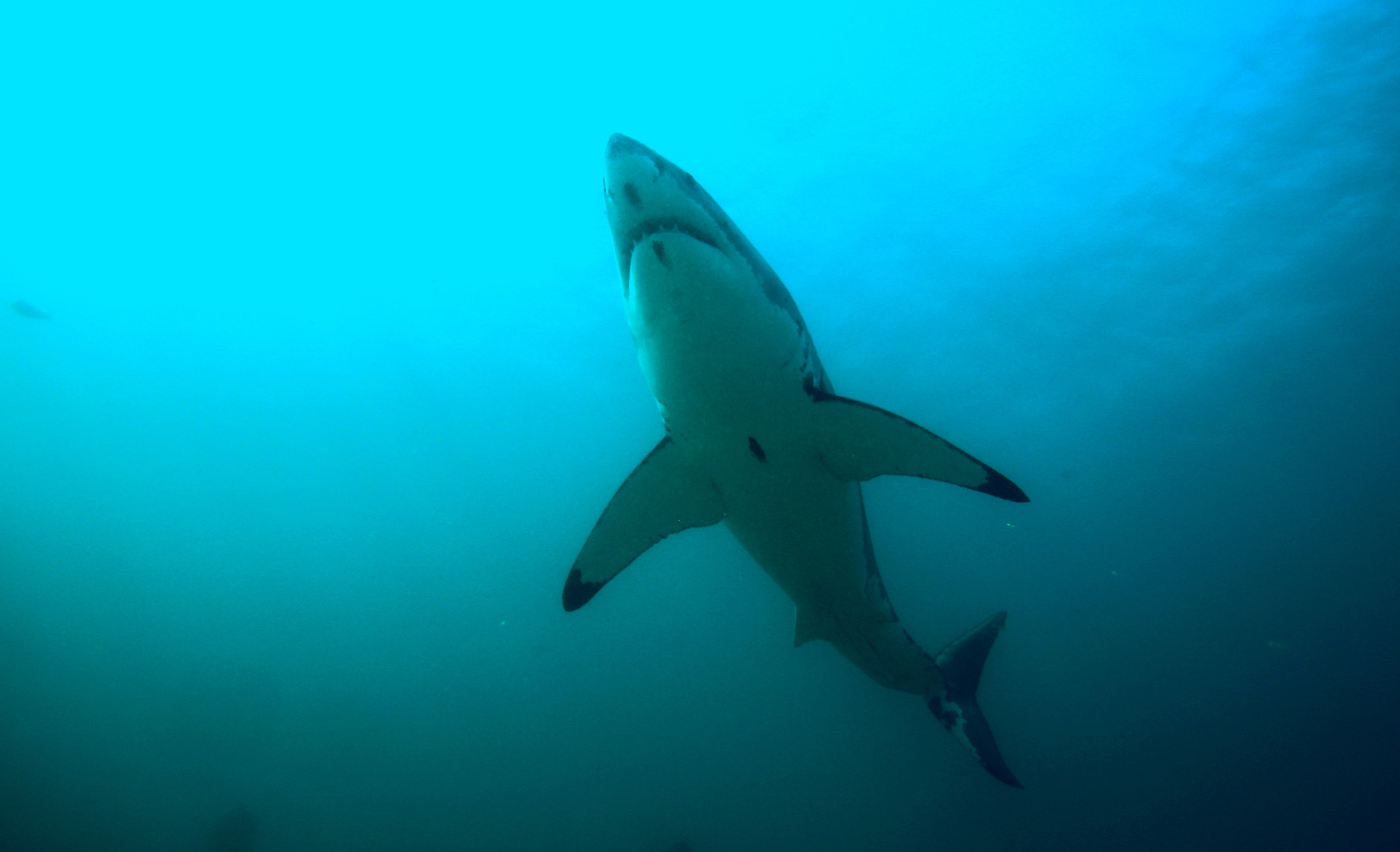 Craig O'Connell: From Fear of Sharks to Shark Week Host