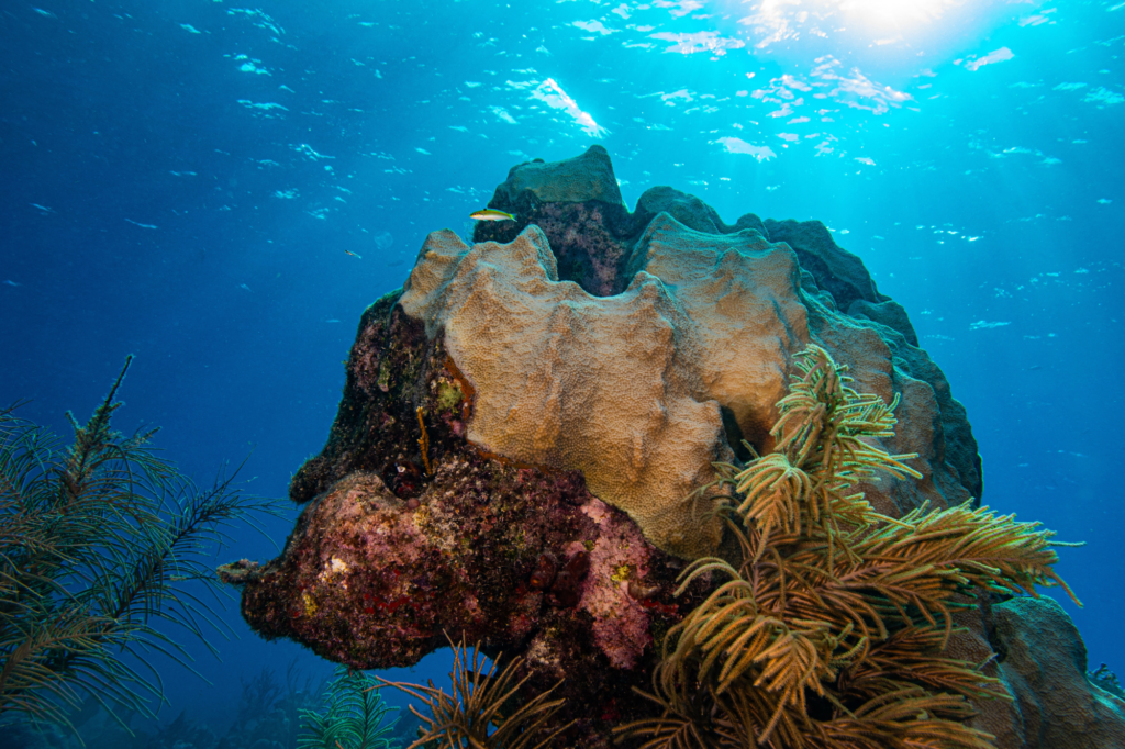 Scuba Diving in Florida: 20 Must-Dive Sites You Shouldn’t Miss