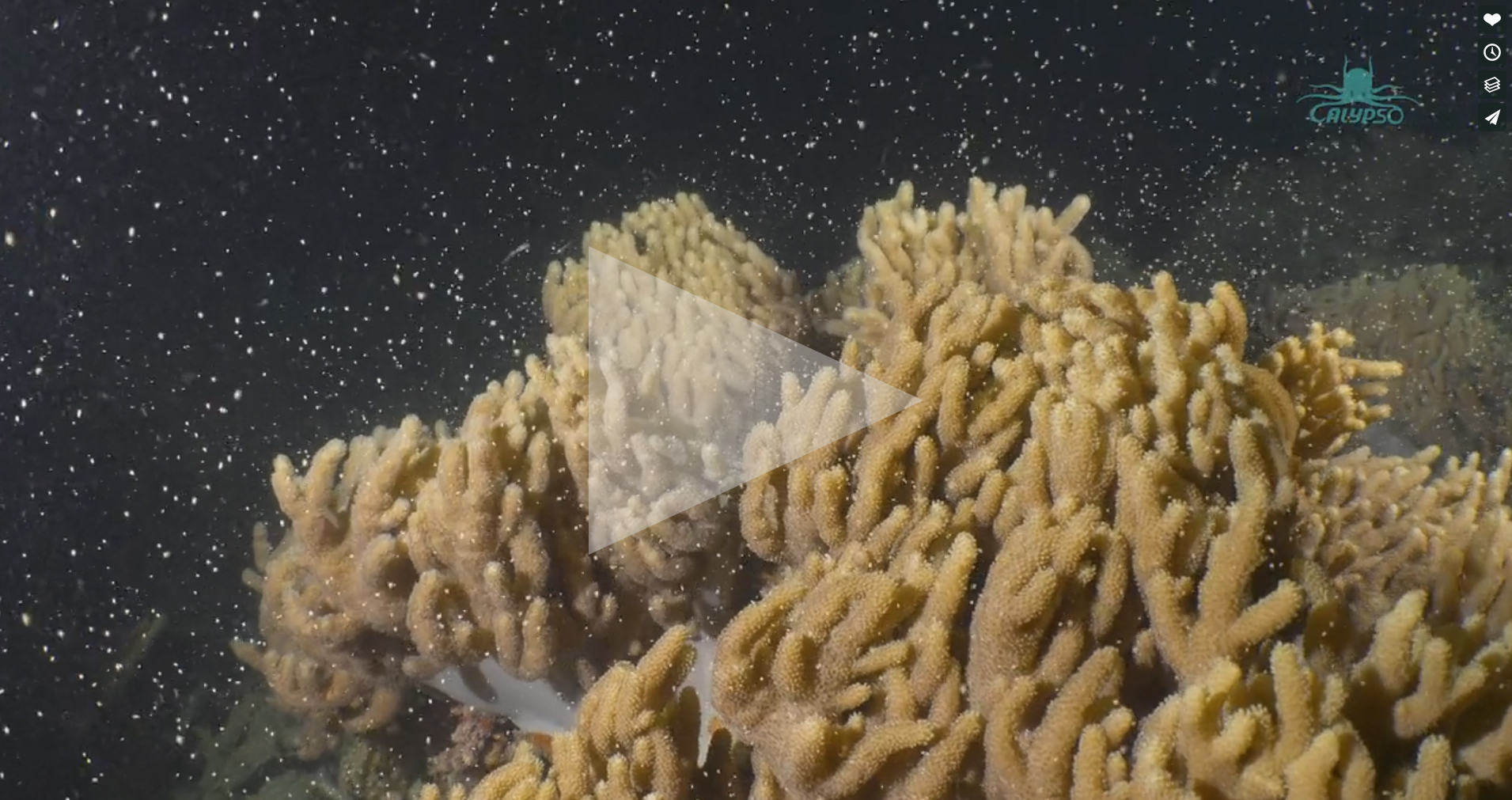 Great Barrier Reef Coral Spawning 2017