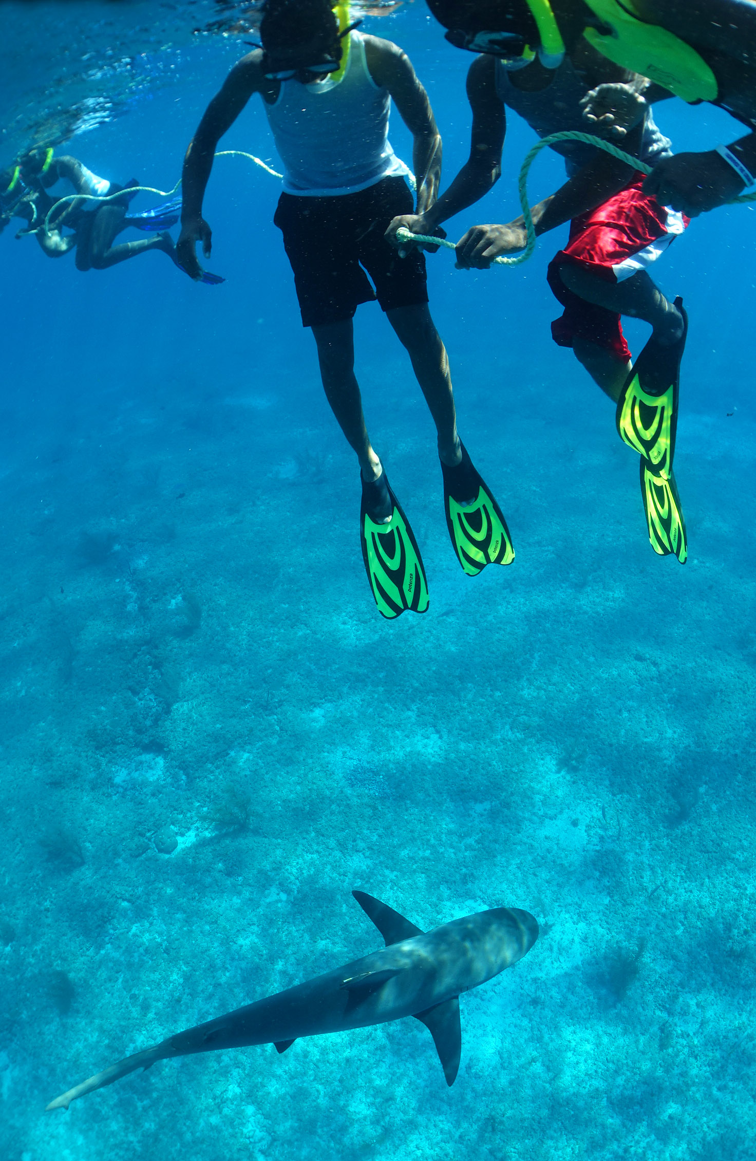 Tips for Freediving with Sharks