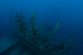 Dive in the United States - Top Dive Sites in The Top 4 Diving States