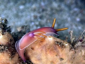 Explore the Great Diving Around Batam and Bintan Islands in Indonesia