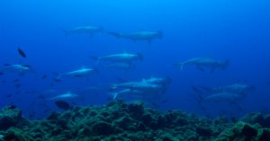 Socorro Island: What You Need to Know