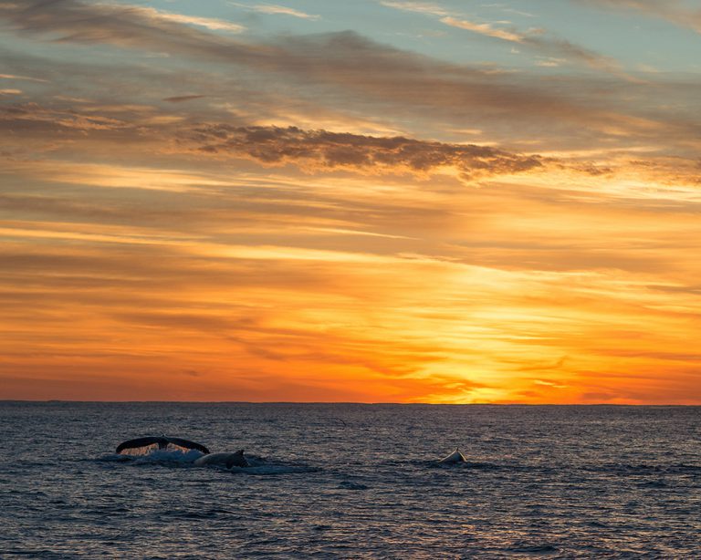 South Africa's Sardine Run: Everything You Need to Know
