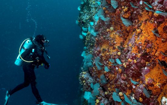 malpelo island Archives