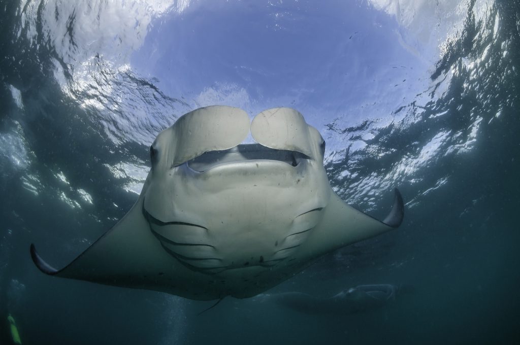 Baa Atoll: The Largest Manta Ray Aggregation in the World