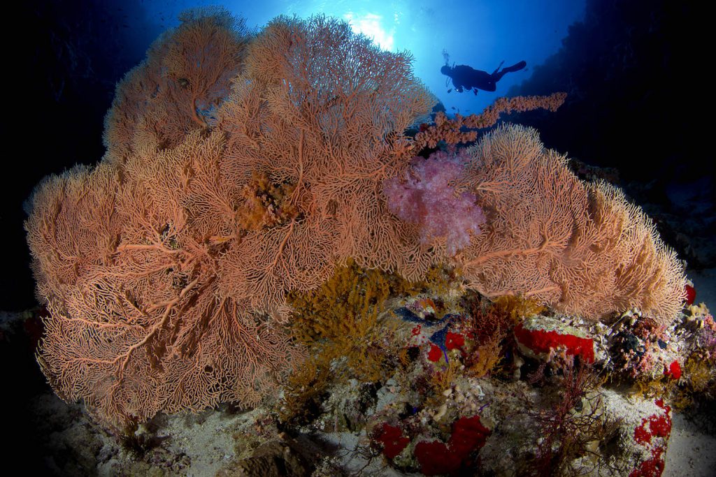 Underwater Egypt with Fabio Strazzi