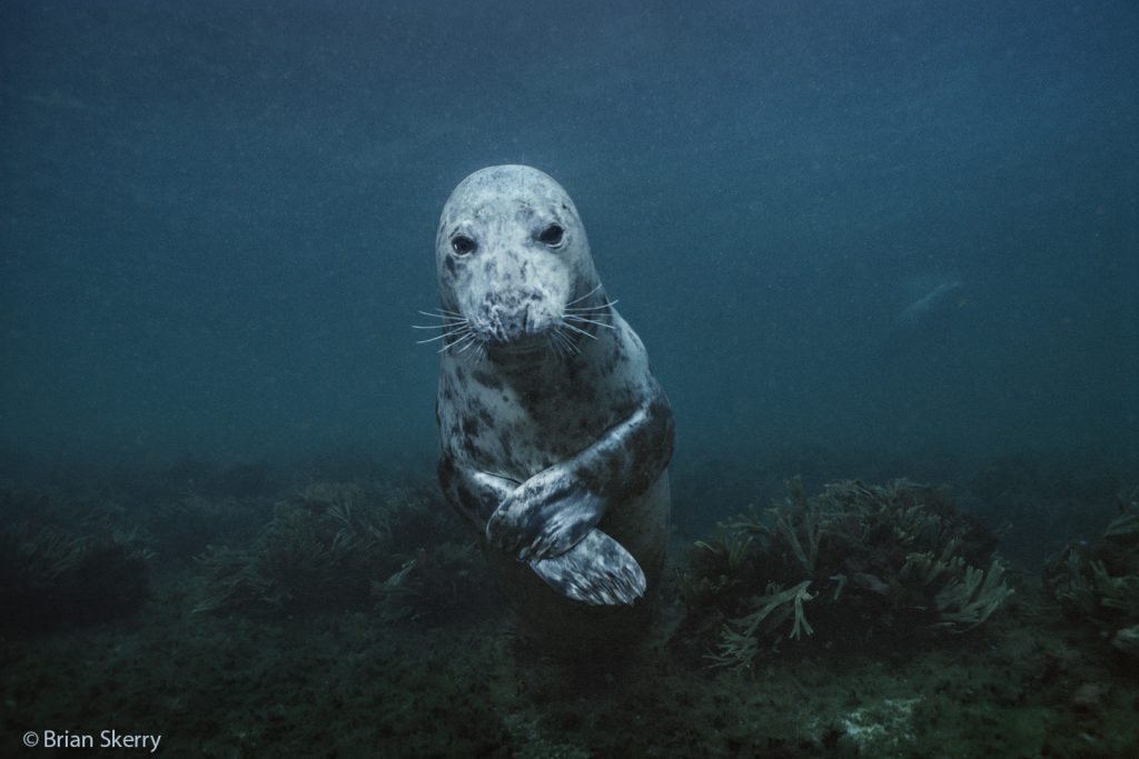 Brian Skerry: The Evolution of an Underwater Explorer