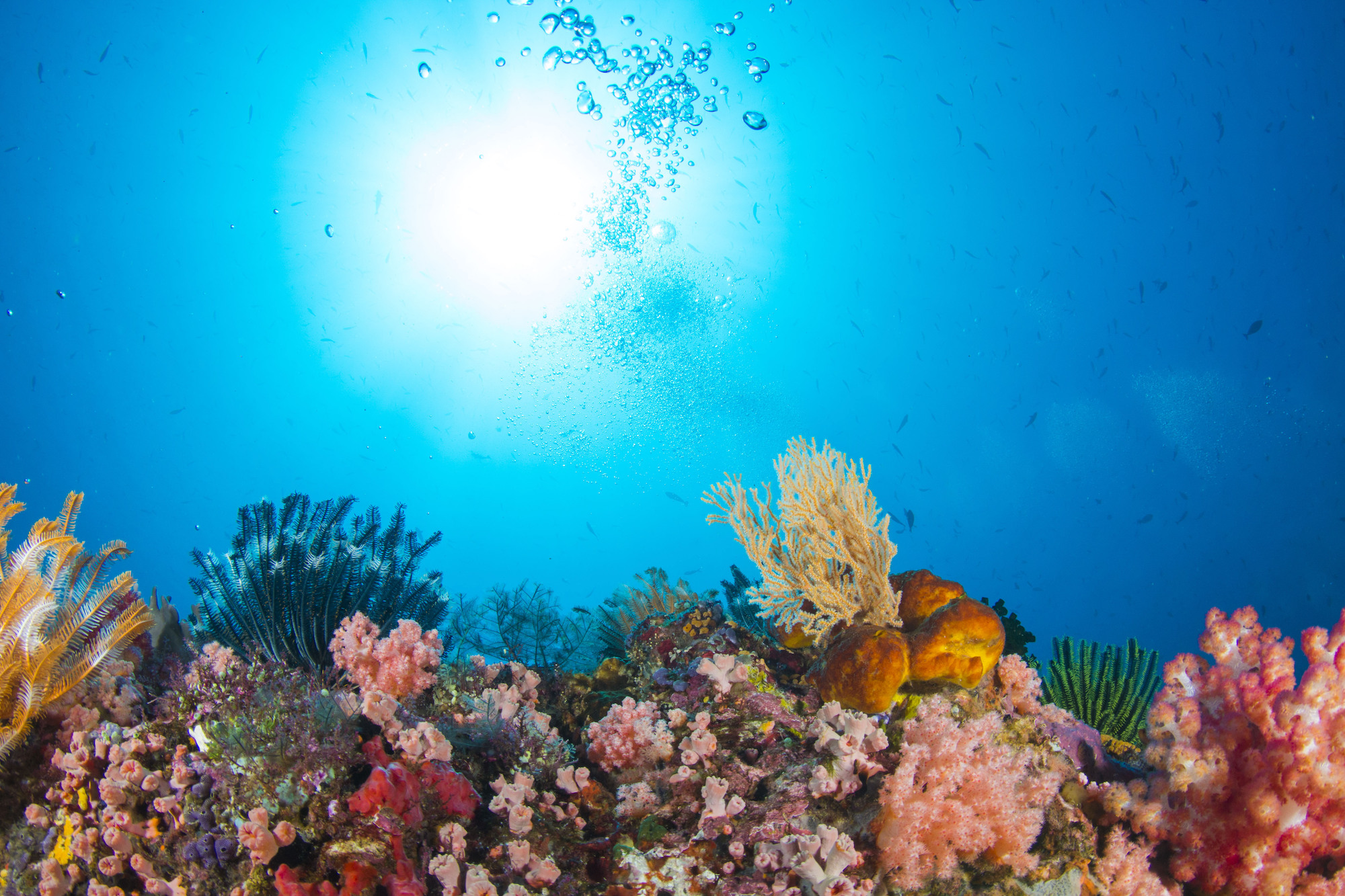 Under the Surface: Veteran Recovery Through Diving