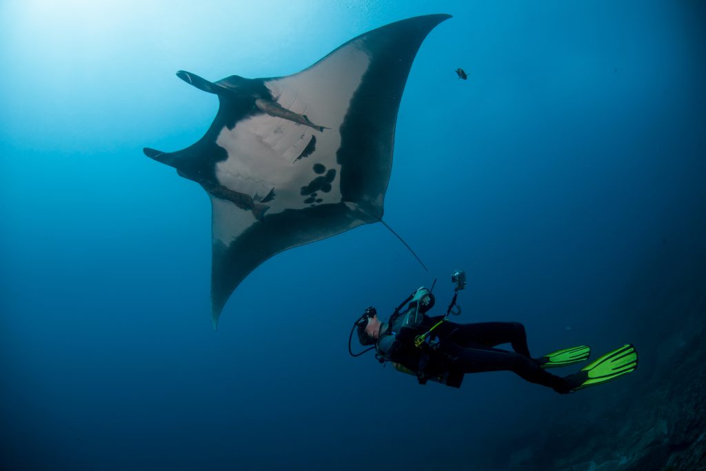 Manta Ray Diving - The Top 12 Best Places on Earth