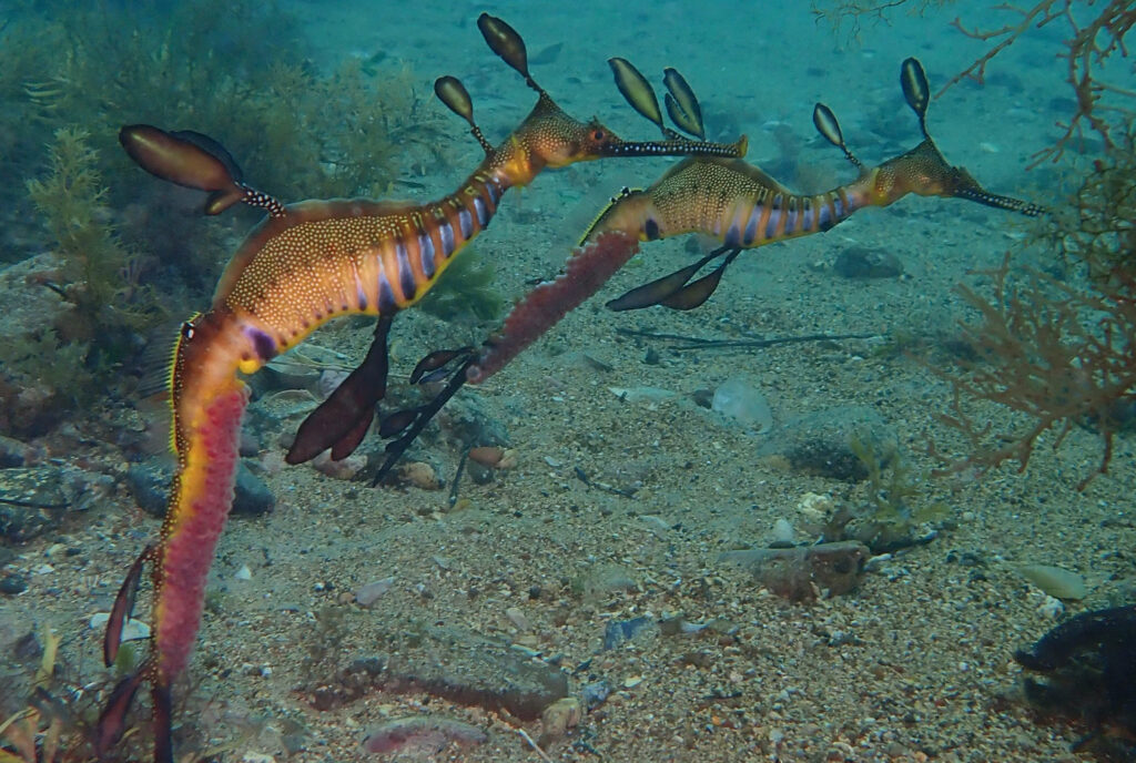 For Seahorses, Males Get Pregnant and Give Birth