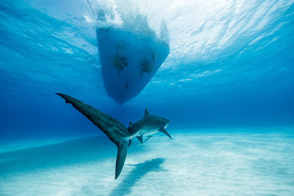 10 Incredible Sharks Every Diver Should See