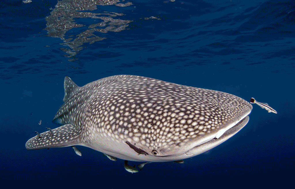 Splurge vs. Save (On Your Scuba Diving Vacation)