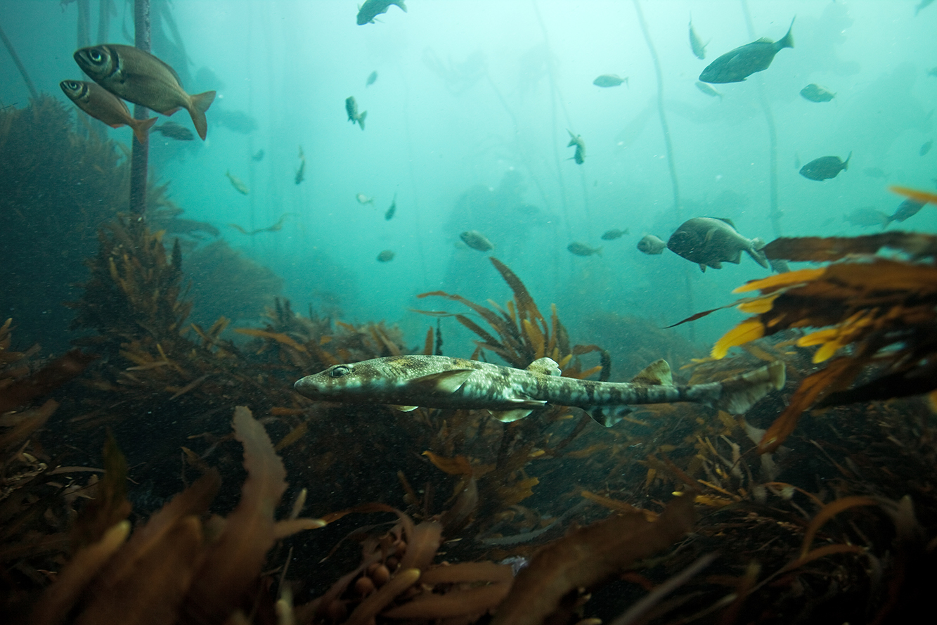 Seals and Stingrays: Intimate encounters at Cape Point, South Africa