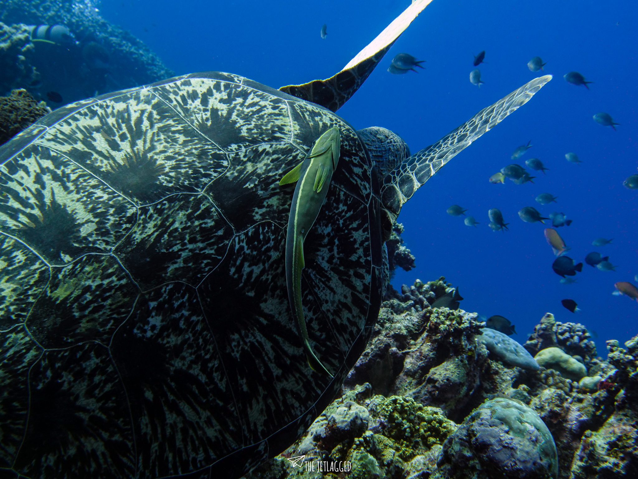 8 Mutualism Examples in the Underwater World