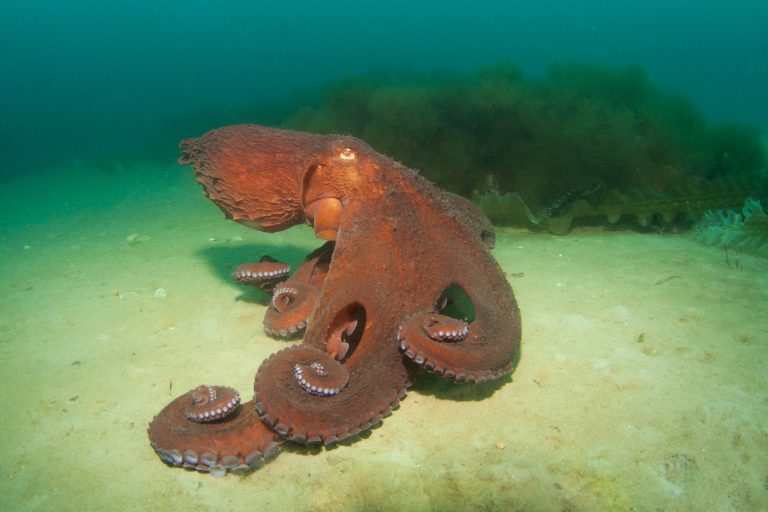 8 Best Destinations for Diving with 8 Different Species of Octopus