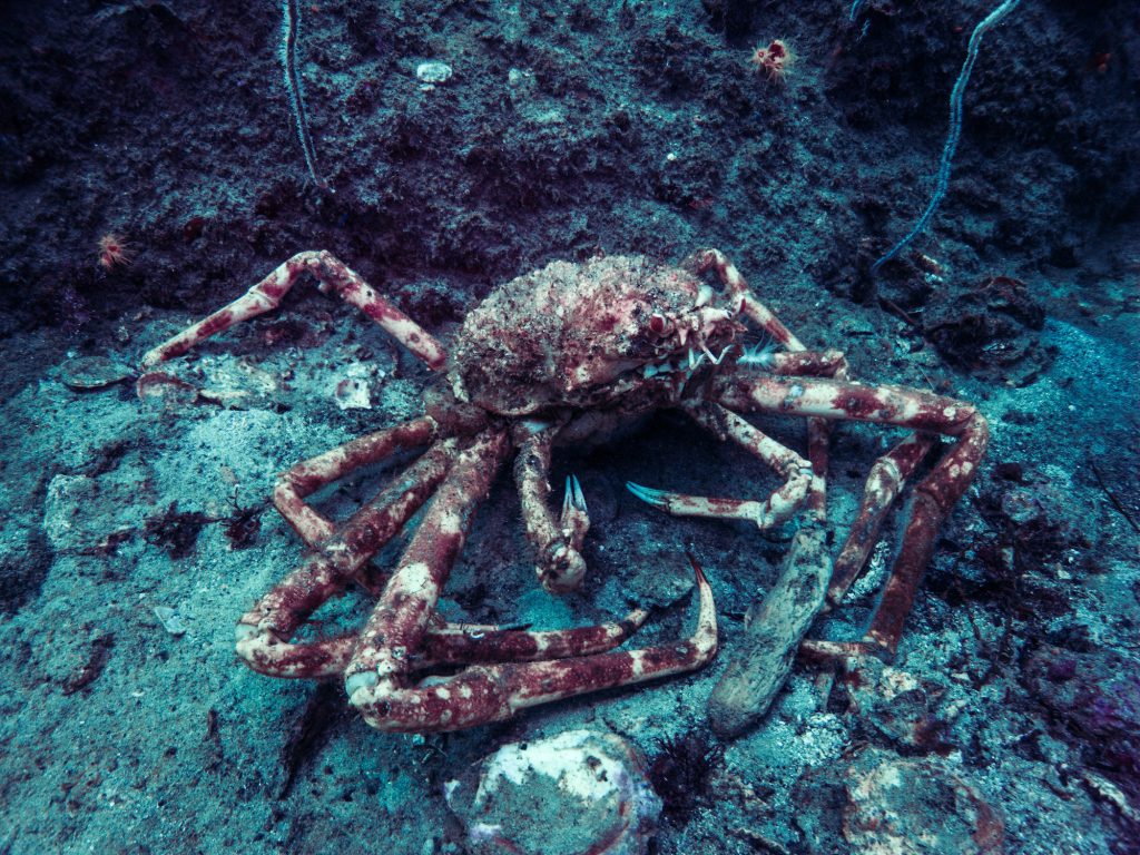 Japan's Most Interesting Sea Creatures