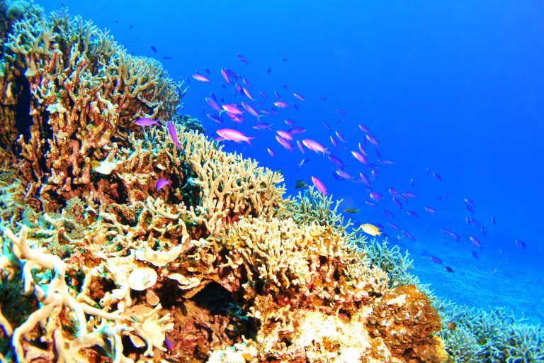 Japan's Most Interesting Sea Creatures