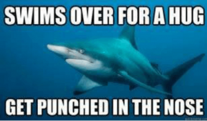 Our Favorite Scuba Diving Memes