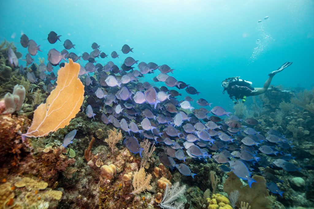 Where to Dive in Roatan